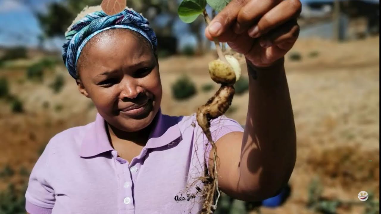 Marama bean a contender for food security in Africa? - YouTube
