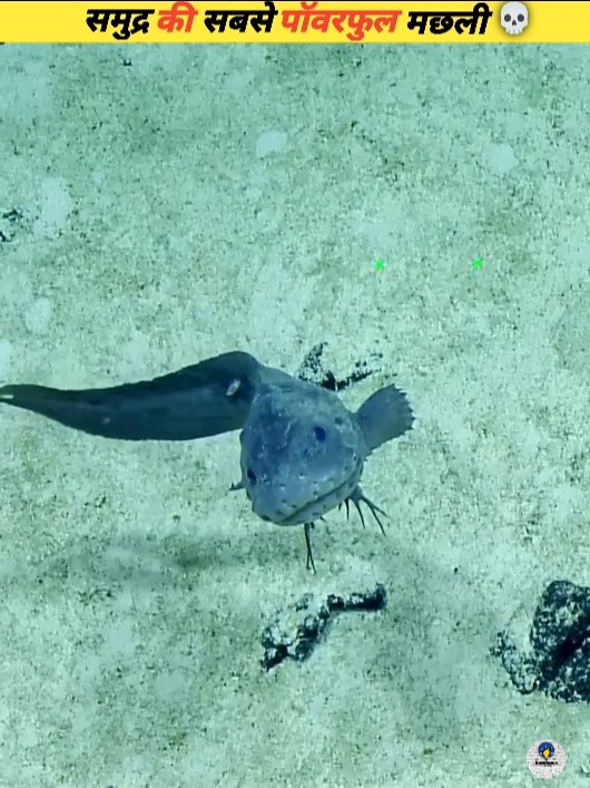 the most powerful fish #viral - YouTube