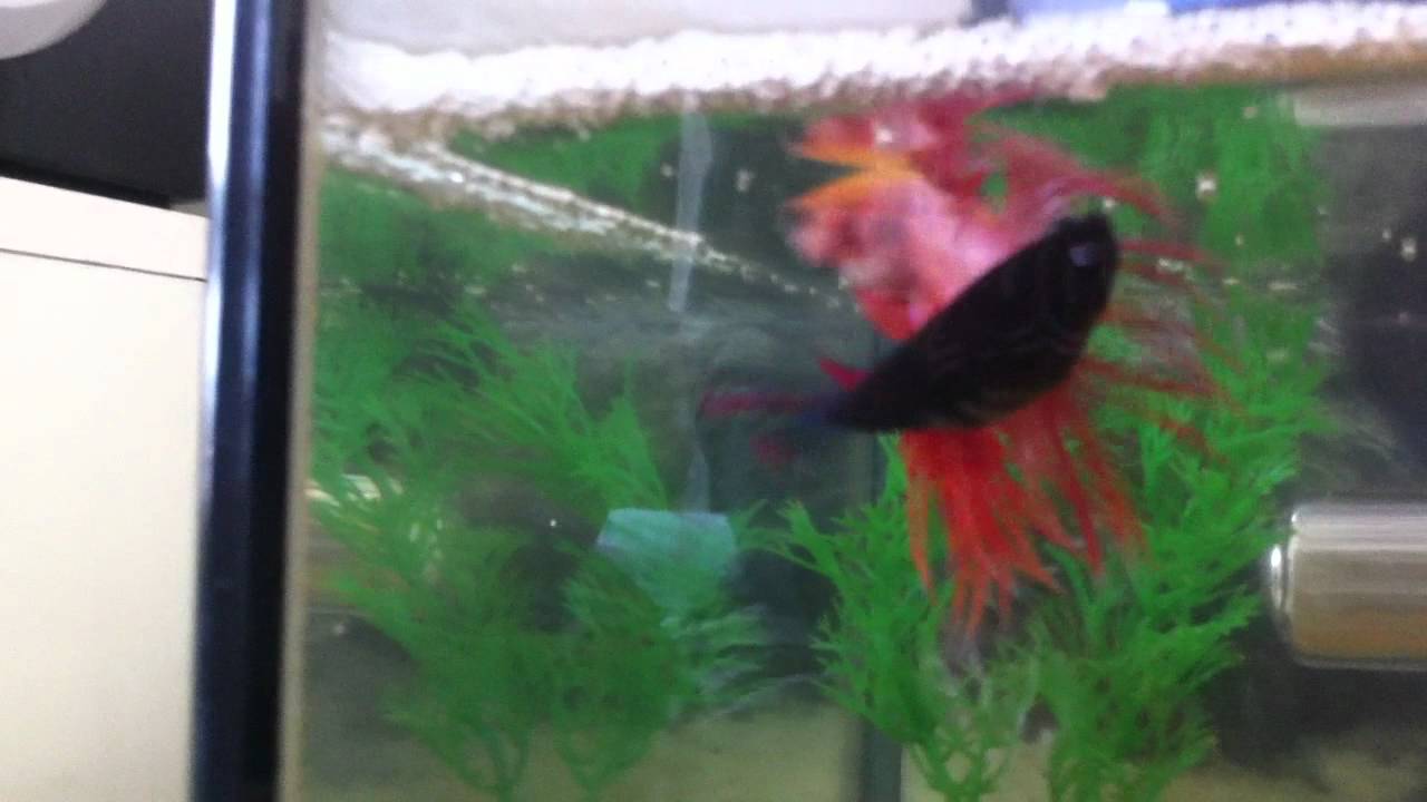 Fighting Fish Breeding 3 - releasing and fertilizing cluster of eggs ...