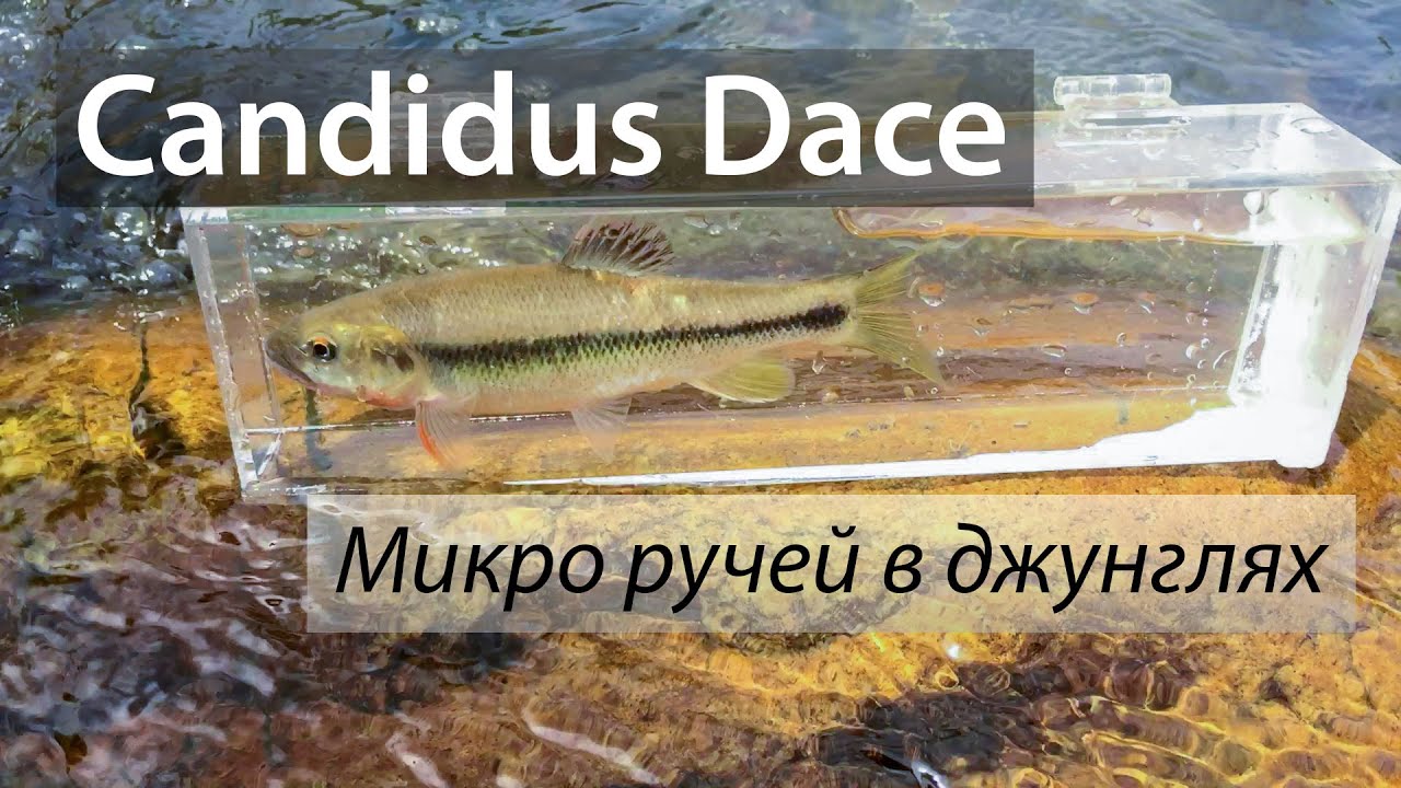Микро-ручей 霄裡溪, Тайвань. Наноджиг. Охота за эндемиком Candidia barbata ...