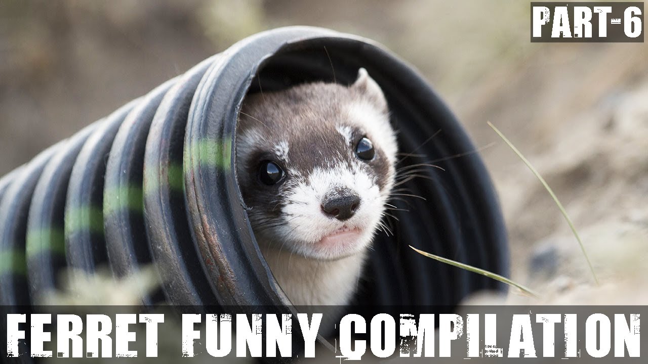 Ferrets funny compilation -Try not to laugh | # Part-6 | Ani World ...