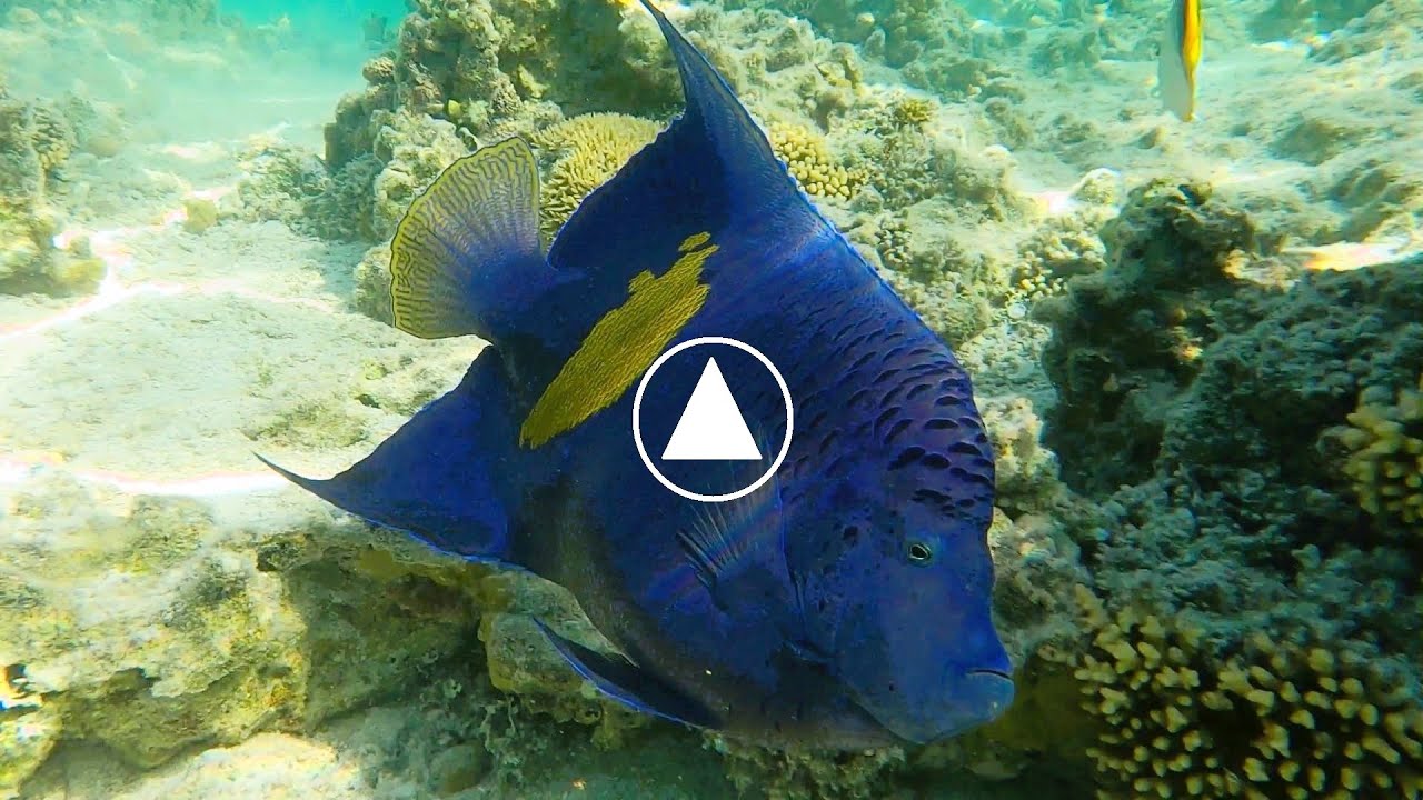 Reconnaître les poissons de mer rouge Poisson ange à croissant ...