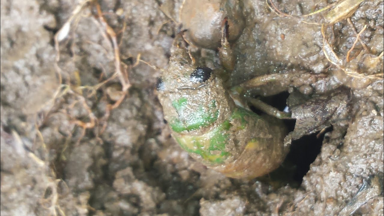 CICADA IN IT'S LARVAE STAGE - RARE FOOTAGE OF CICADA COMING OUT THE ...