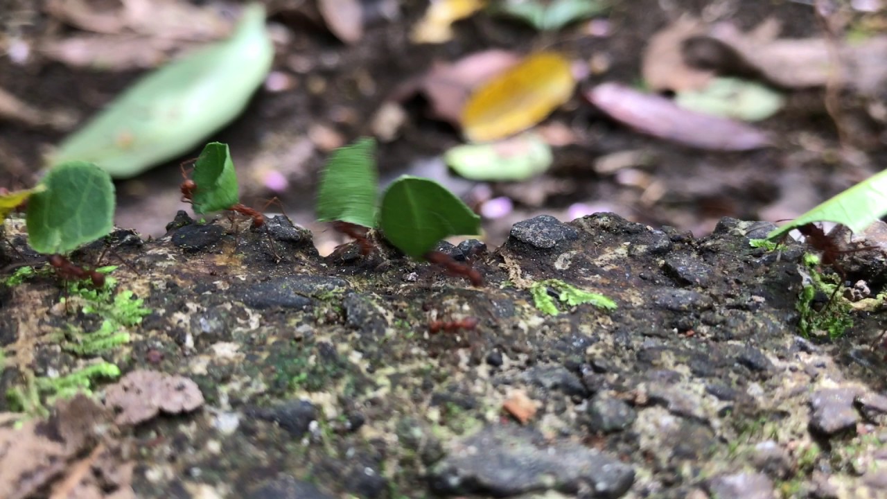 Ants on Parade in Costa Rica - YouTube