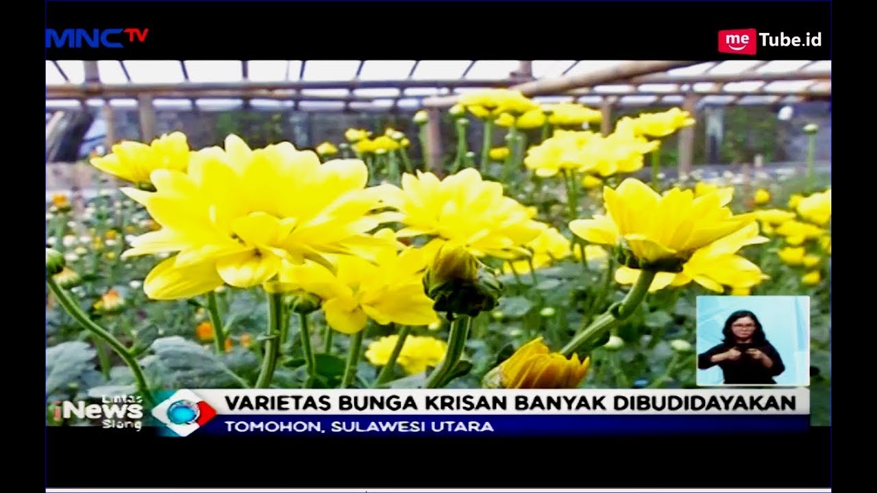 Semerbak Harum Budidaya Bunga Krisan di Kota Tomohon, Sulut - LIS 19/02 ...