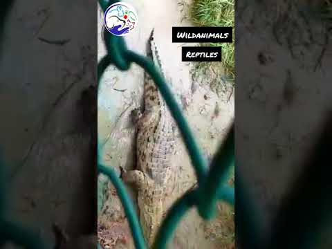 Crocodile in Pakistan | Zoo | Wildanimals Vet | Lahore - YouTube