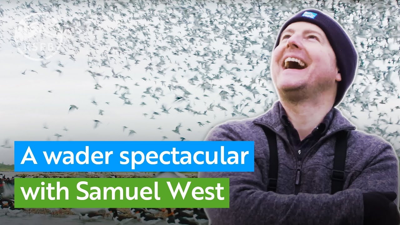 Witness a wader spectacular at RSPB Snettisham with actor Samuel West ...