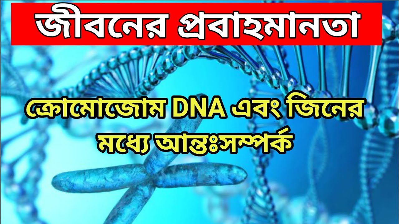 Chromosomes, Genes and DNA for class 10 and 12 Biology/relationshio ...