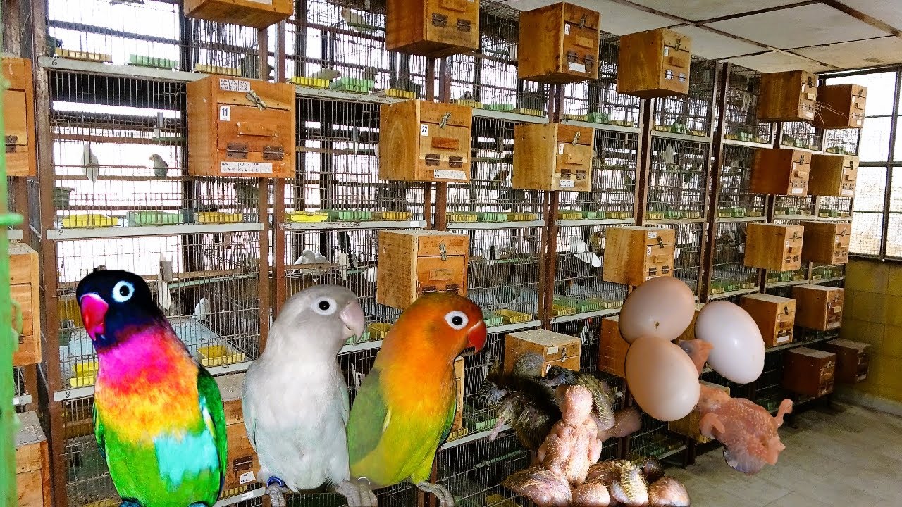 Love Birds Breeding Setup visit | lovebirds mutation information - YouTube