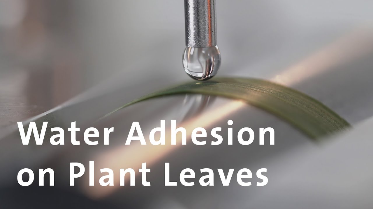 Water Adhesion on Plant Leaves with a Tensiometer from DataPhysics ...