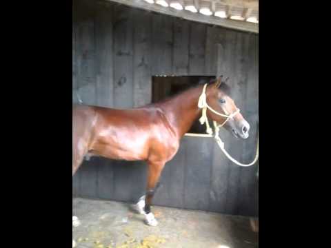 cavalo relinchando - YouTube