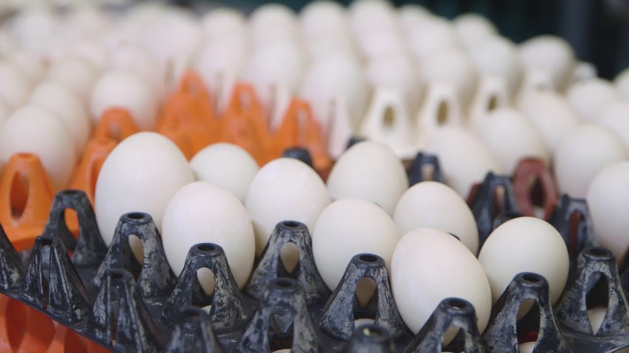 King Cole Ducks – Great Workplaces in York Region - YouTube