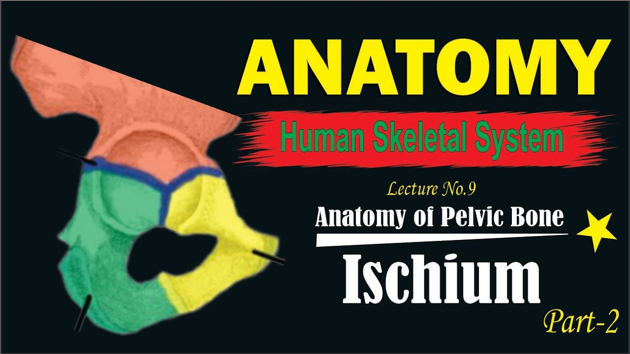 Ischium Anatomy | Anatomy of Hip Bone | Features of Ischial Bone ...
