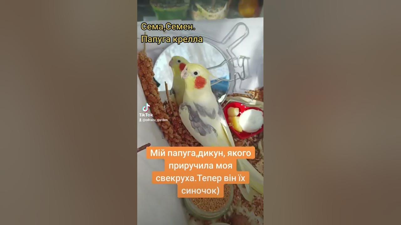 Карелла Семен - YouTube