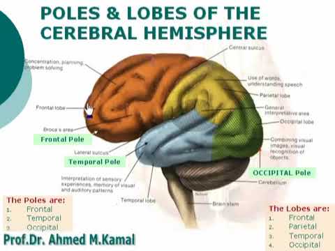47 Poles & lobes of the cerebral hemisphere - YouTube