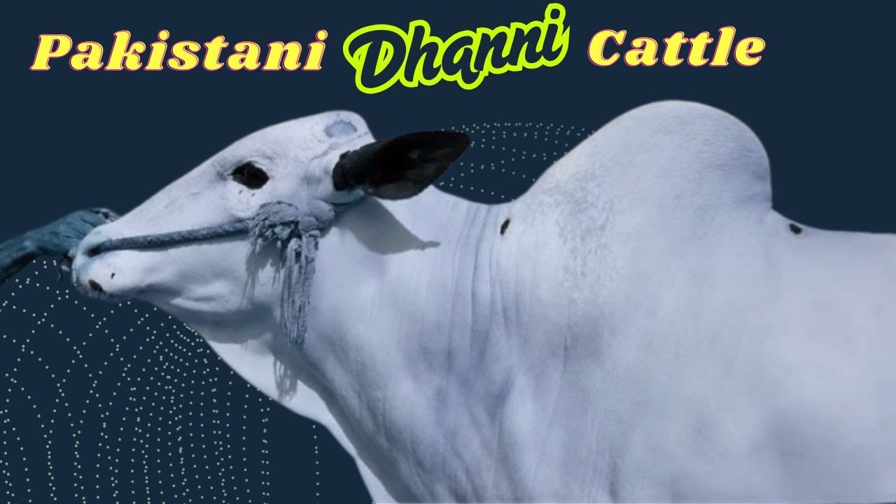 Dhanni Cattle! 🔥 পাকিস্তানের শক্তিশালী ধানি গরু! - YouTube