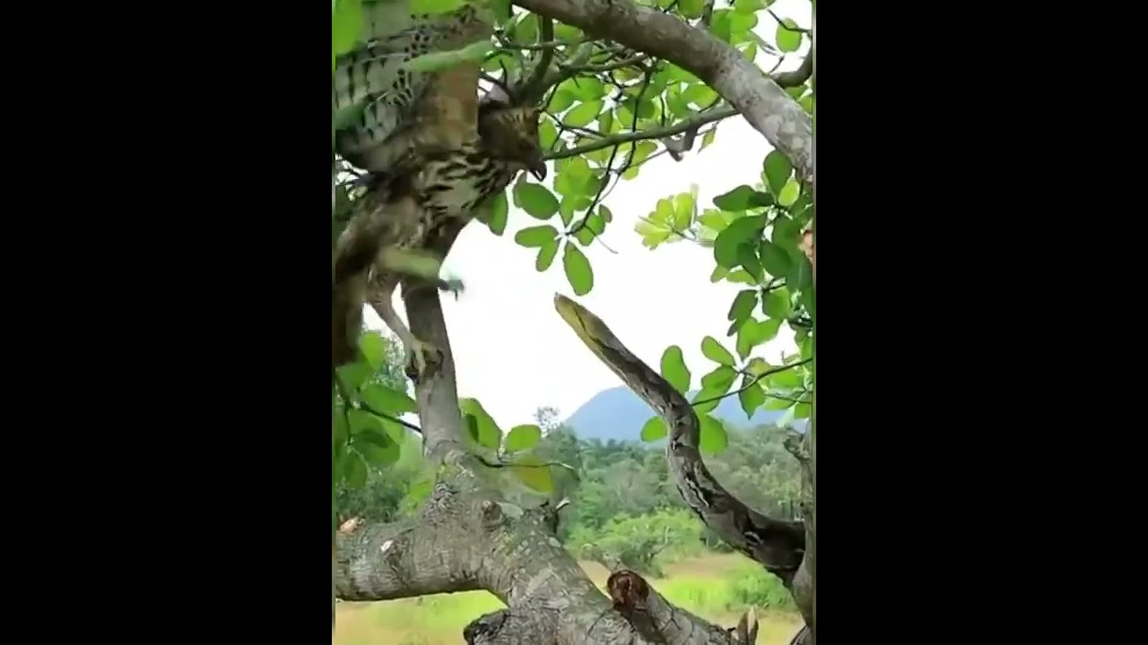snake and eagle fighting# snake catching eagle - YouTube