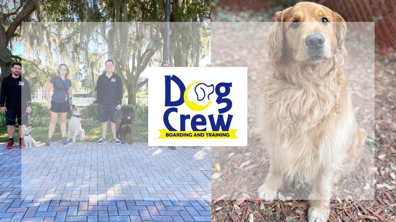 Dog Crew - YouTube