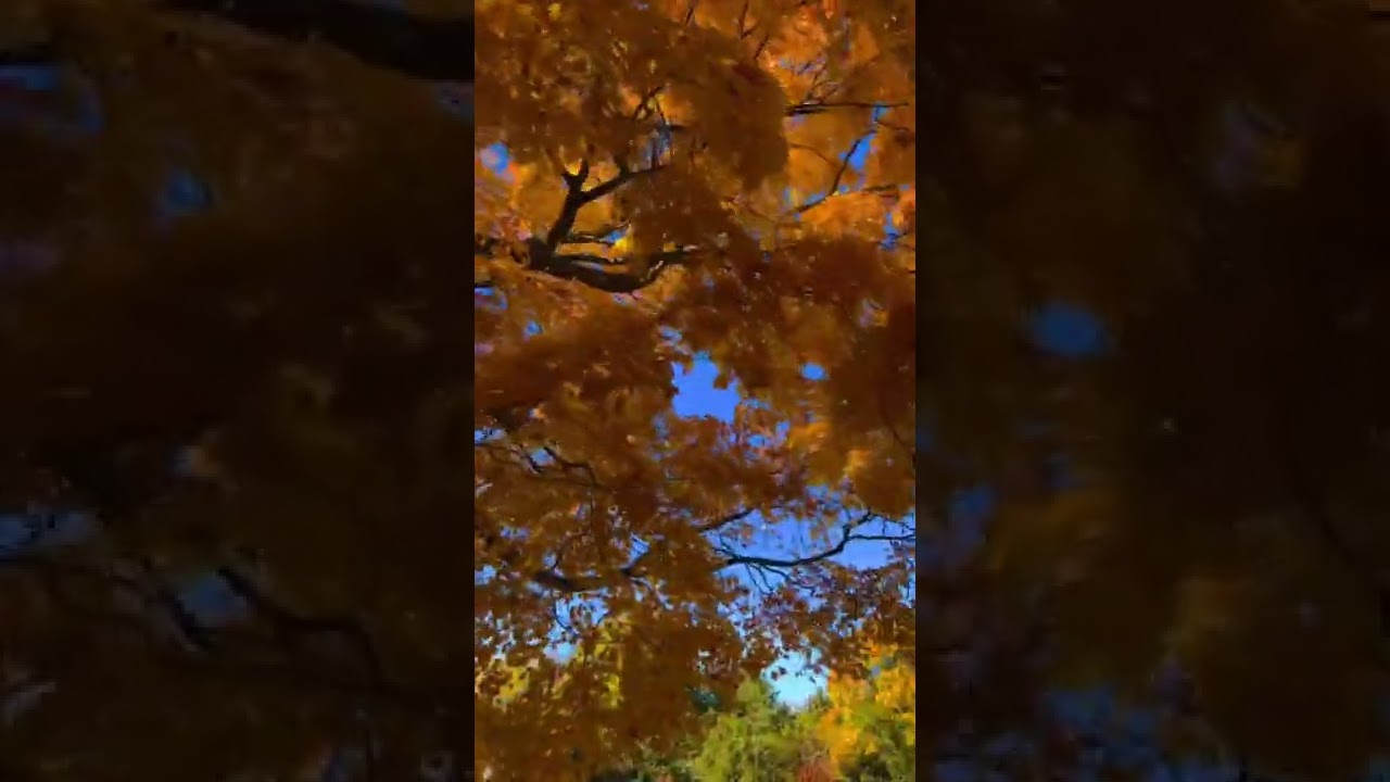 Enjoy Clear fall color #niagaraonthelake #autumn - YouTube