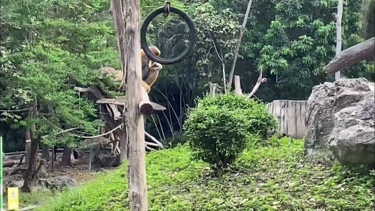 Chiang Mai - Golden Gibbon Swings Home #chiangmai #thailand #zoo #gibbon #monkey - YouTube