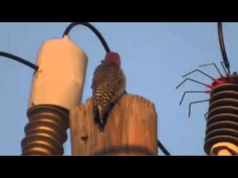 Elektrik çarpma ve kuş - Electricity shock and Bird