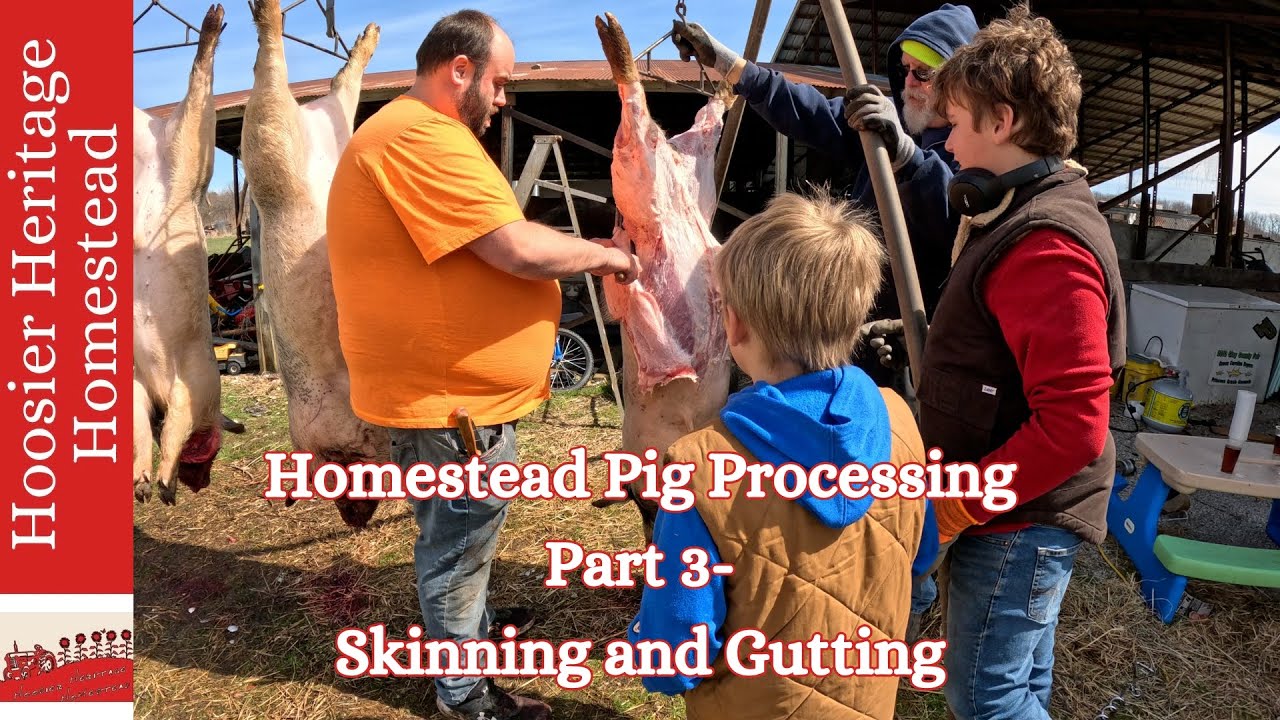 Homestead Pig Processing Part 3 Skinning and Gutting - YouTube
