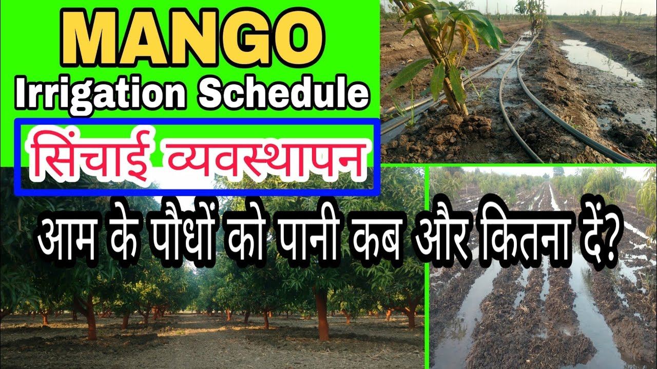 आम के बागों में सिंचाई 💧 कब और कितनी मात्रा में करनी चाहिए | Irrigation ...