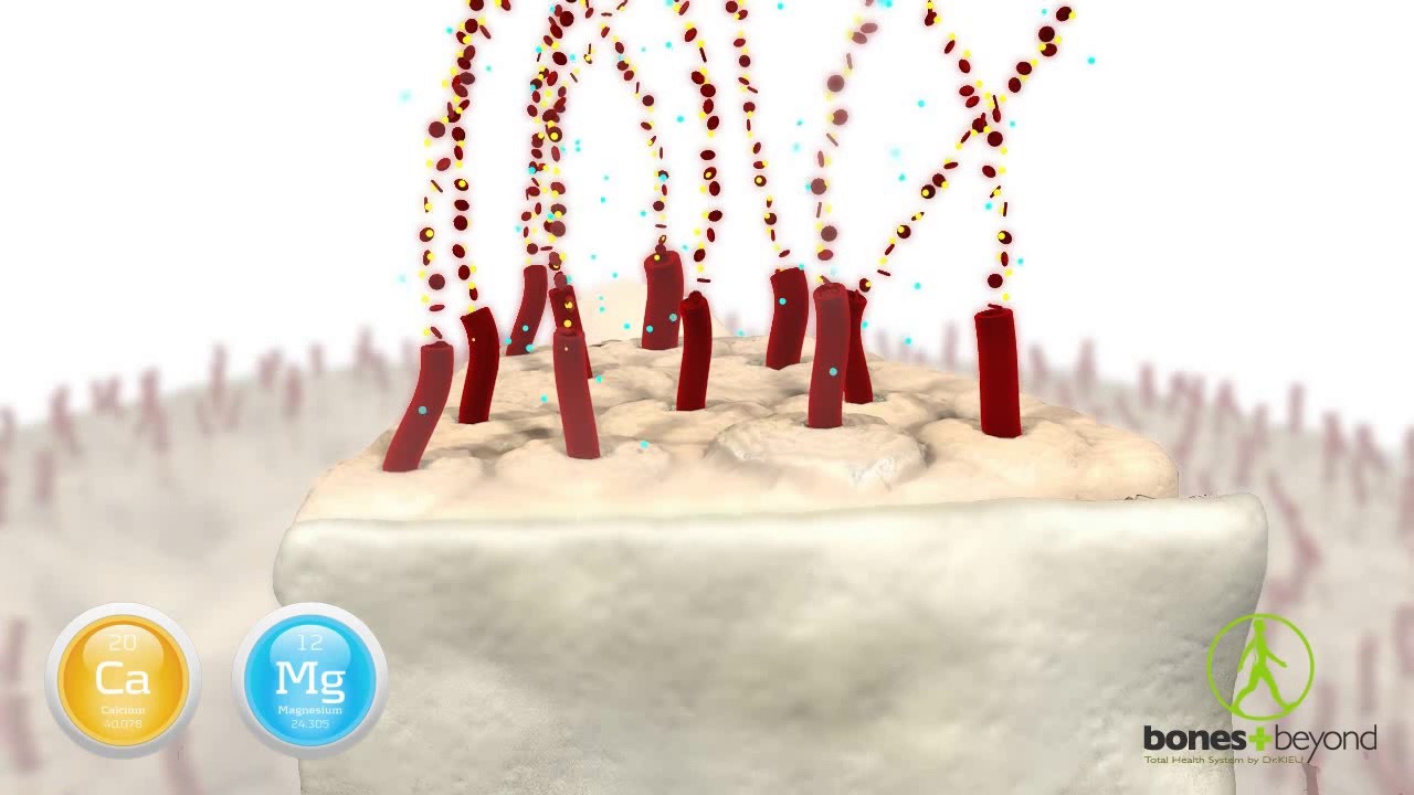 Bone Degeneration/Osteoporosis Cause and Prevention - Bones Essentials ...