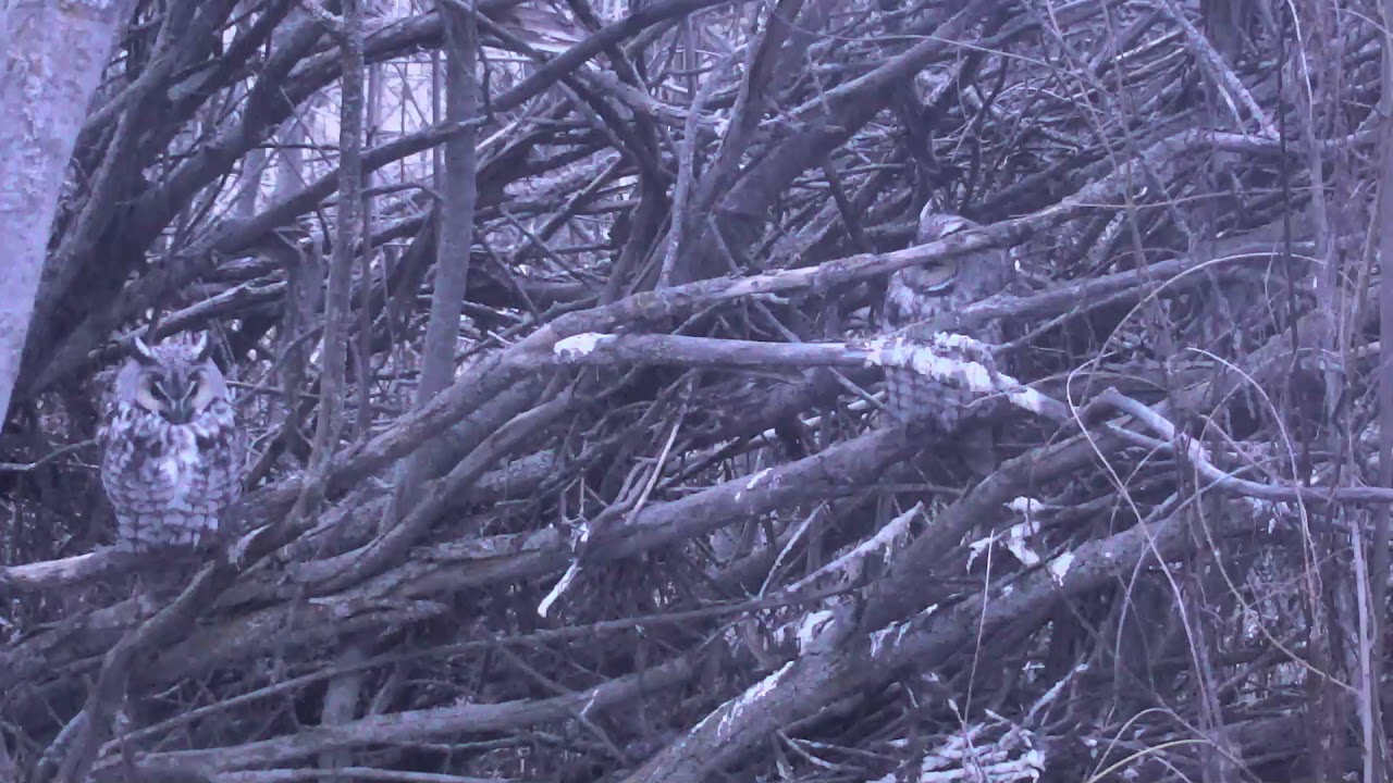 Long-Eared Owl Nest Cam 04-01-2018 06:01:09 - 07:01:10 - YouTube