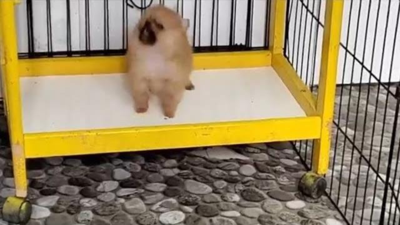cute pomeranian Puppy barking sounds-the most adorable and cute puppy ...