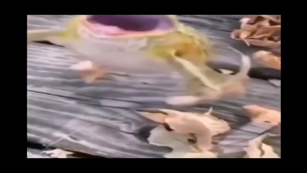 rana riéndose en cámara lenta......🐸😂 - YouTube