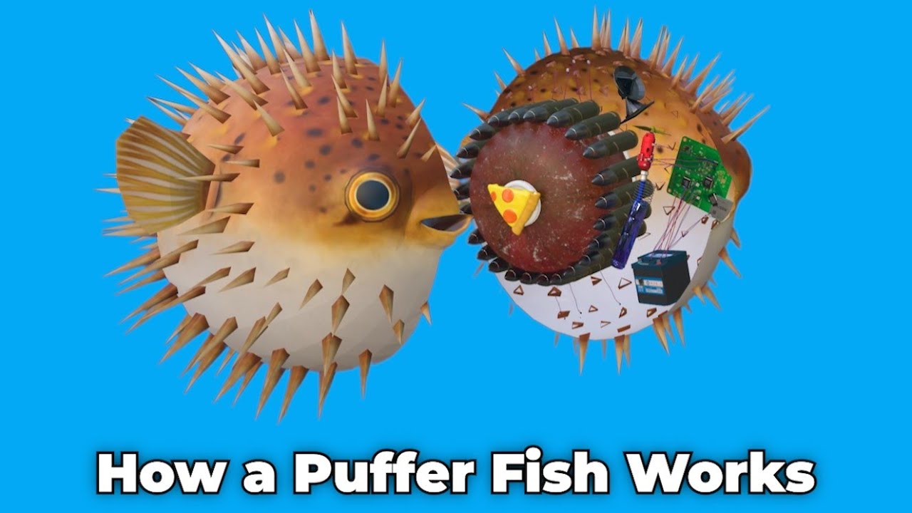 How a Puffer Fish Works - YouTube