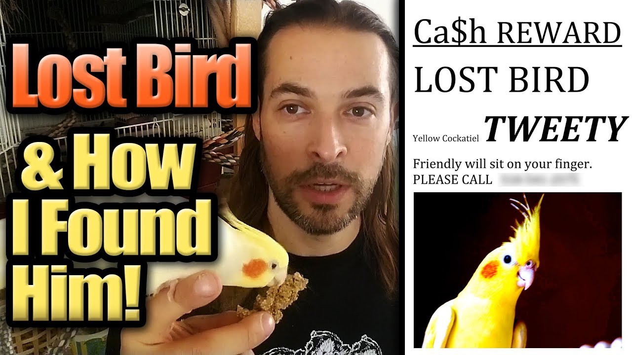 When My Bird Flew Away, How I Found Him - YouTube