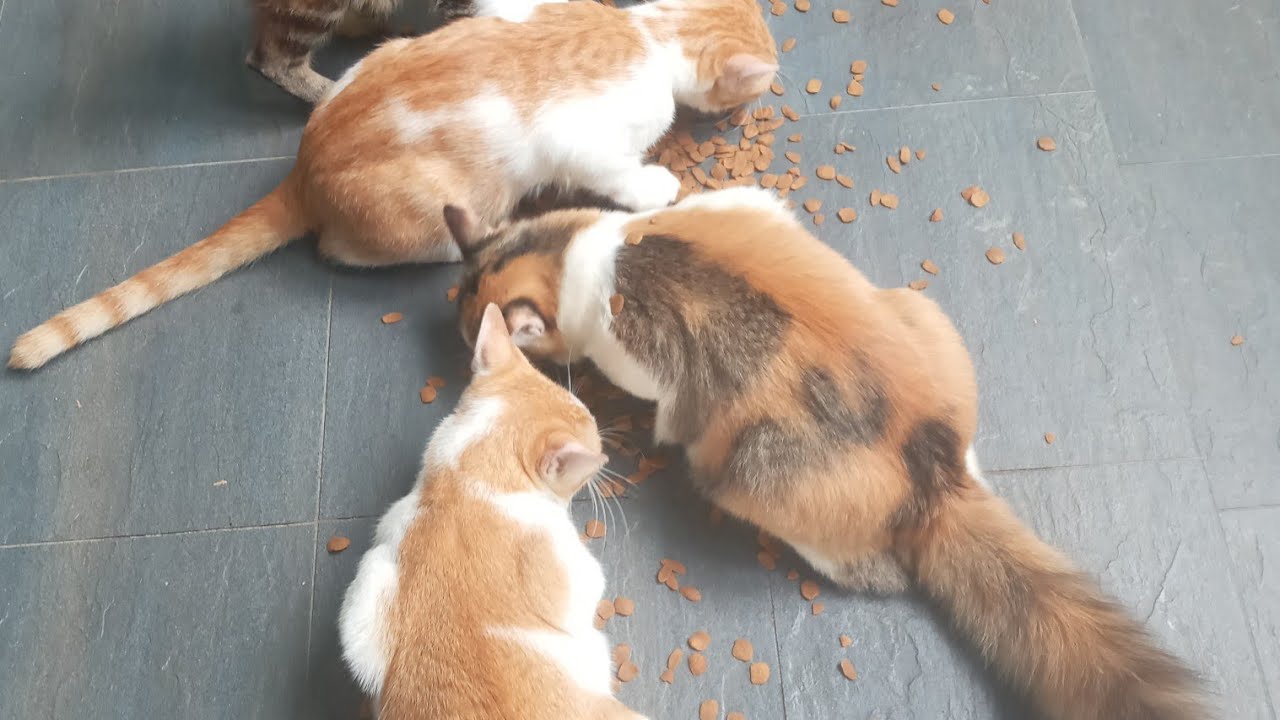 Today Cats & kittens are 599 and 504 and 453 and 447 & 440 & 349 & 275 ...