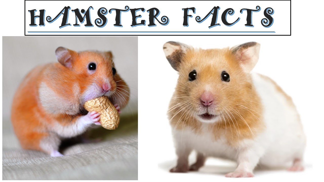 Hamster Facts | All about Hamsters! | Animal Kingdom - YouTube