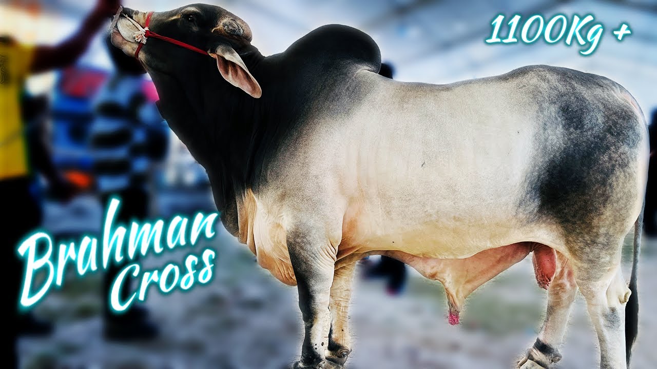 Biggest Brahman Cross Bull Of Fit and Fresh Agro 2023 | Cattle Show ...