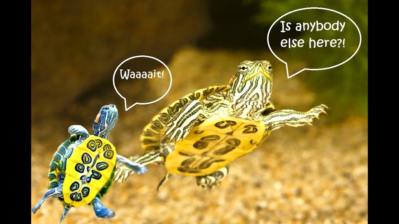 Can Turtles Run Very Fast?! Turtles Love Watermelon or Not? Red Eared ...