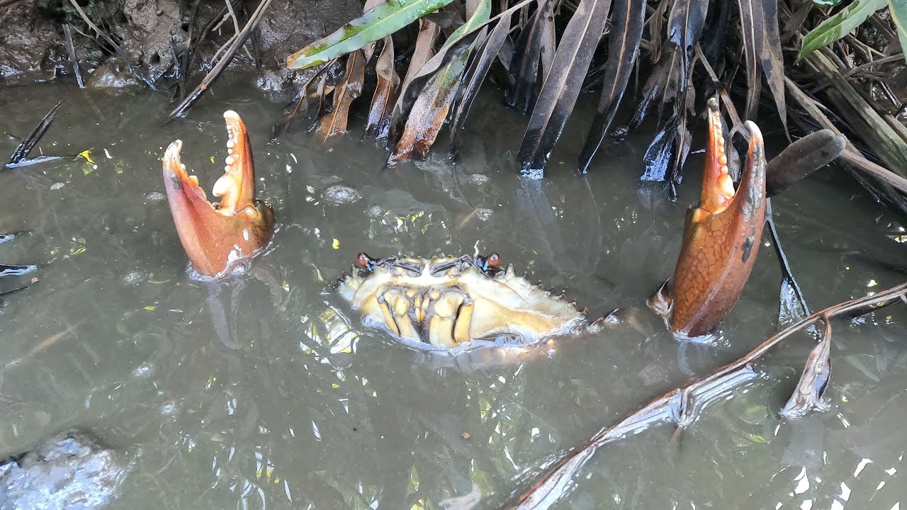 Huge Mud Crabs Catching In Muddy at The Sea Swamp after Water Low Tide ...