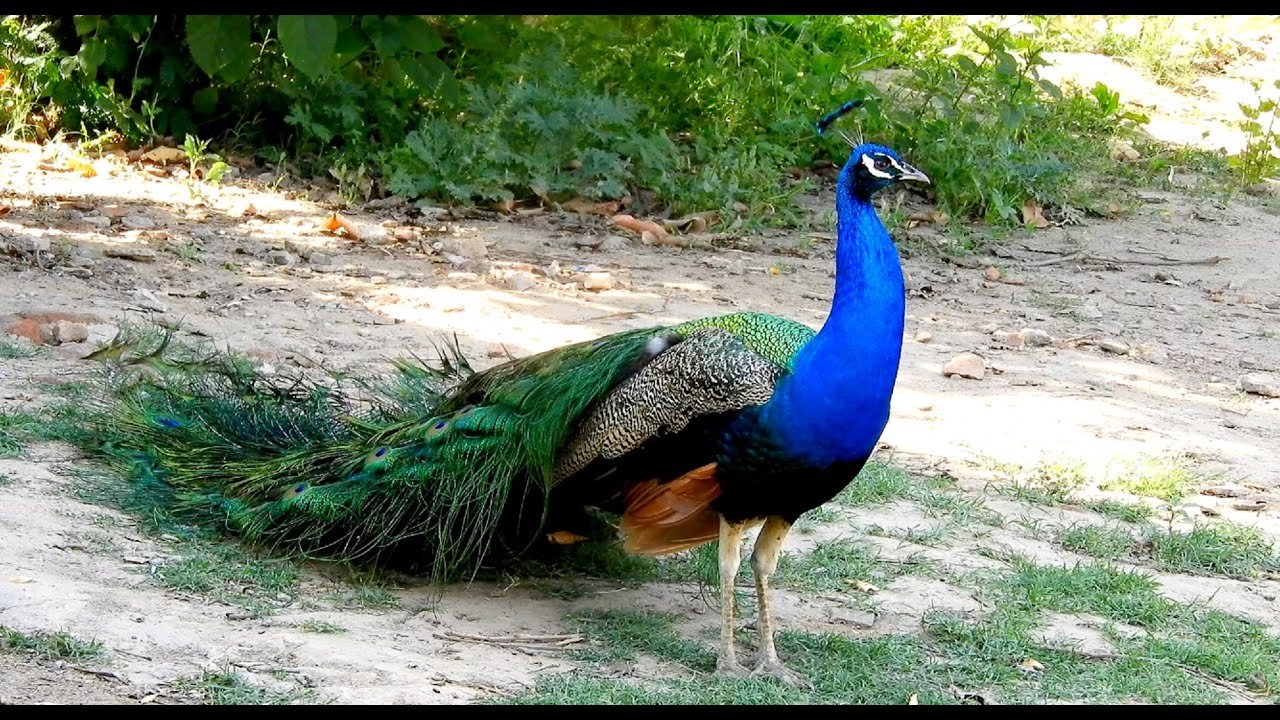 peacock sound || voice of peacock call - YouTube