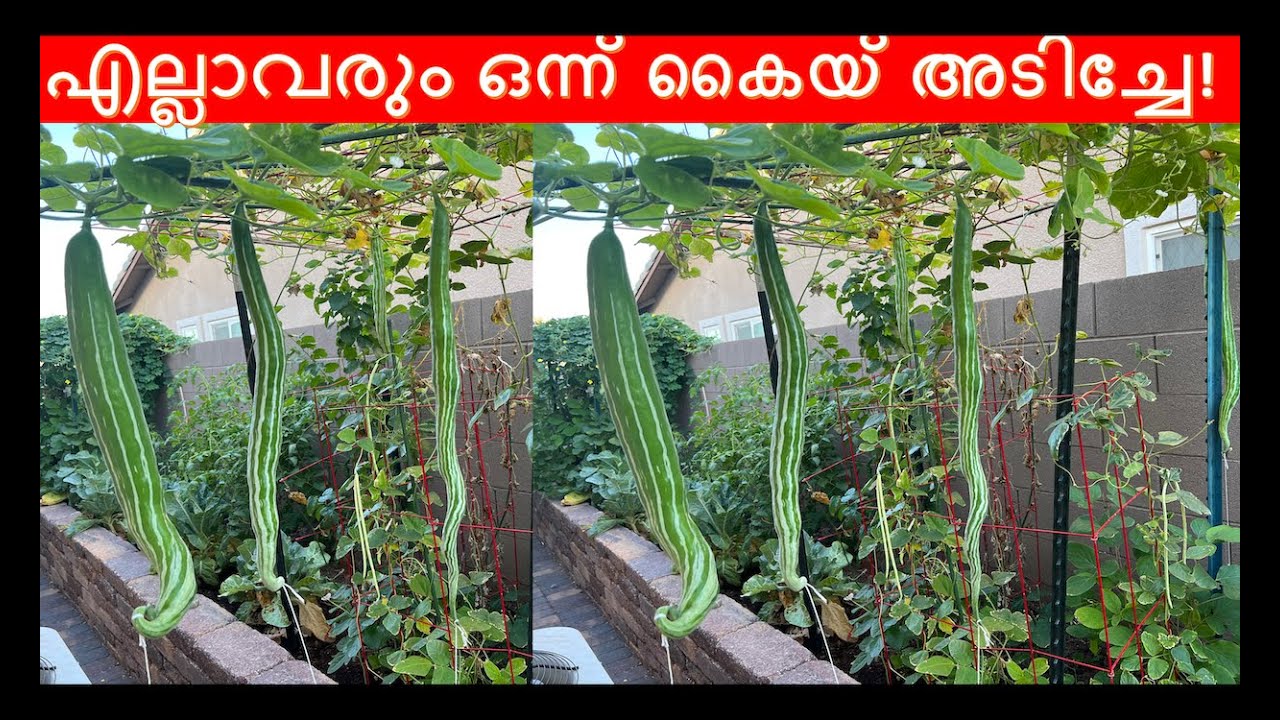 ഇത് ലാസ് വെഗാസ് മരുഭൂമിയിലാണെന്നോർക്കണം / Desert Garden / Padaval ...