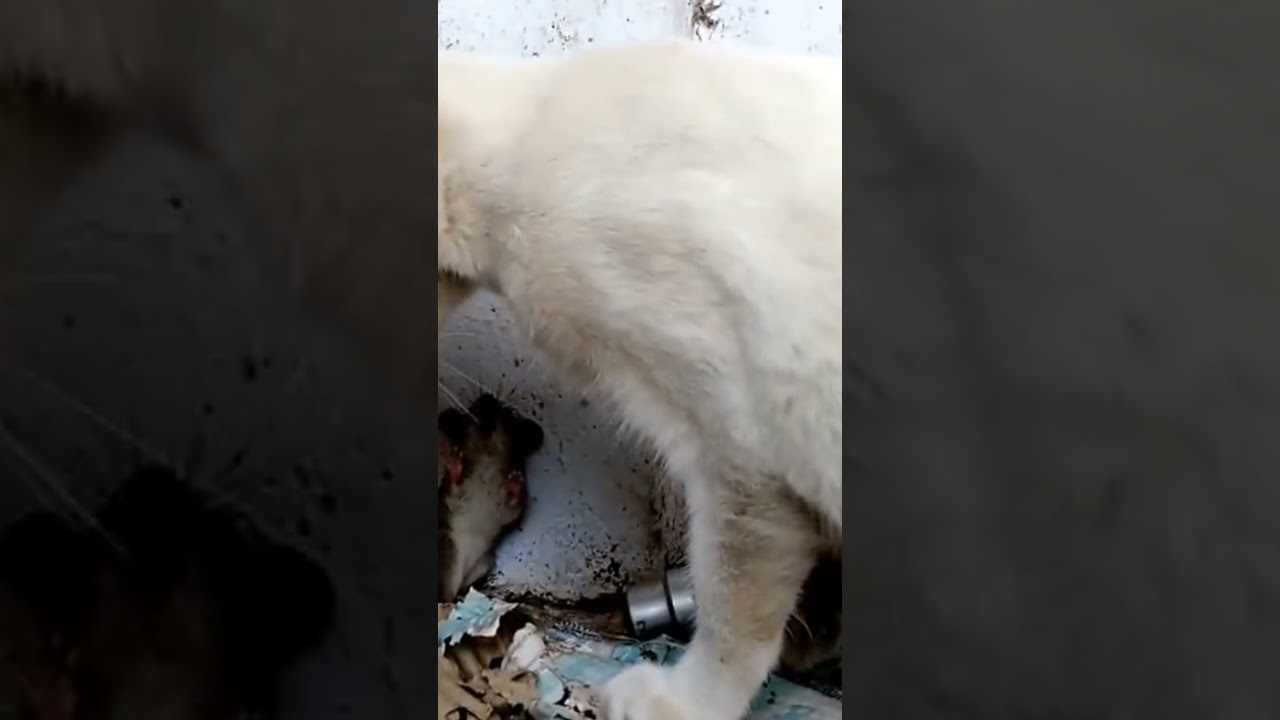 MOUSE BEGGING FOR LIFE - YouTube