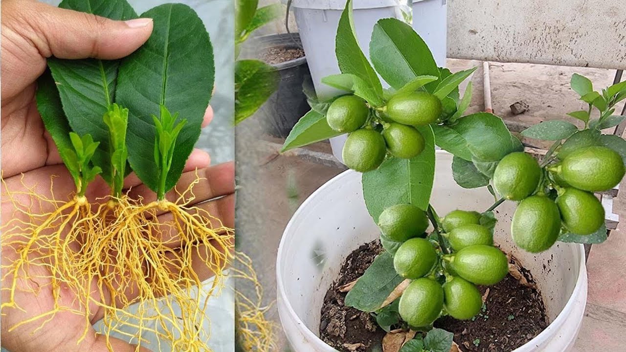 How to grow lemon tree from leaves with 100% success rate - YouTube