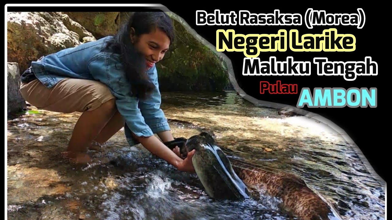Belut Raksasa (Morea) , Negeri Larike || Maluku Tengah || Pulau Ambon ...