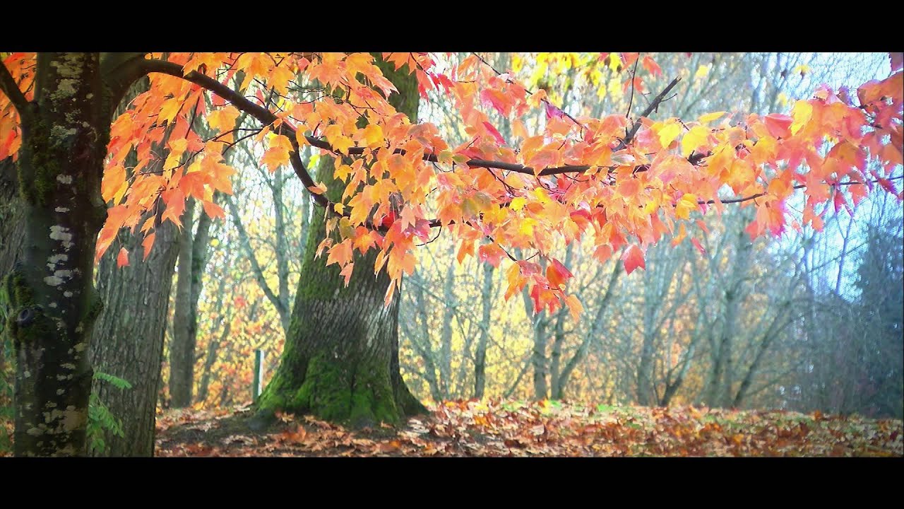 Autumn Leaf Fall. Calm Soft Music. Piano melody. Relaxing soft music ...