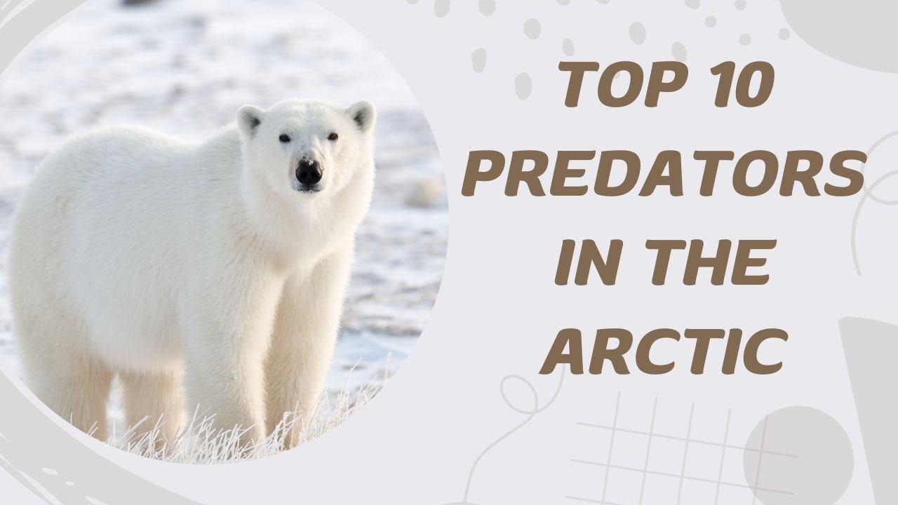 Top 10 Predators in the Arctic - YouTube