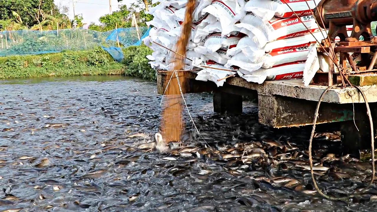 Hybrid Mangur Fish Farming Business In India || Indian Mangur Business ...