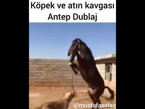 Antep dublaj at Rüstem