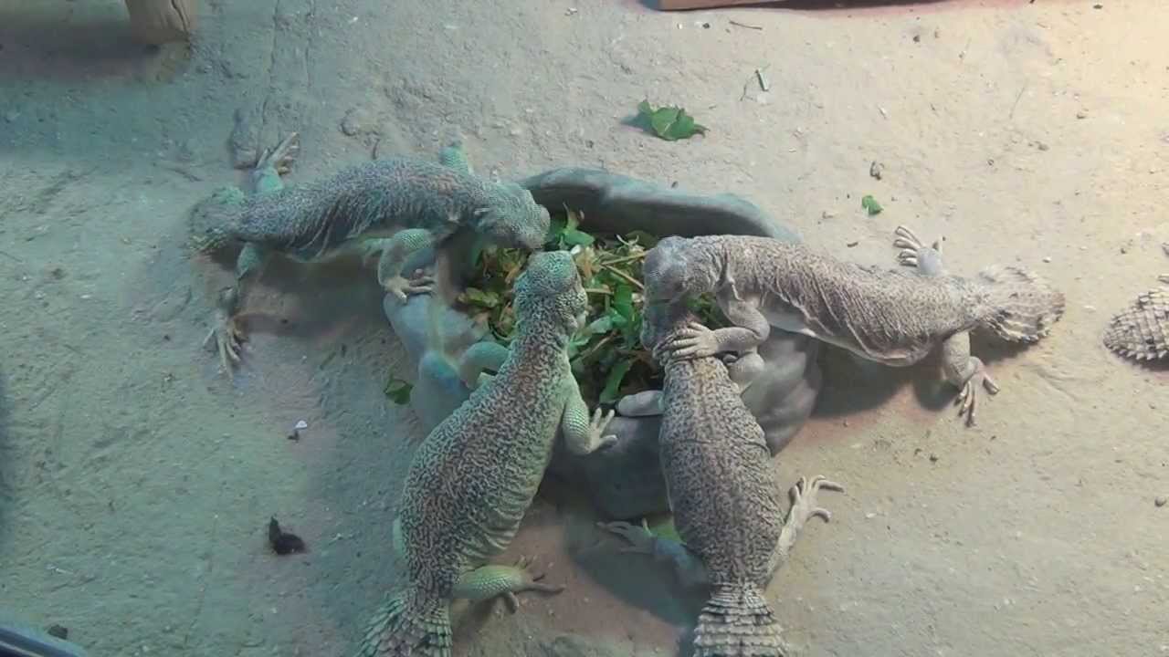 Feeding of Uromastyx thomasi (adults, babies) - YouTube