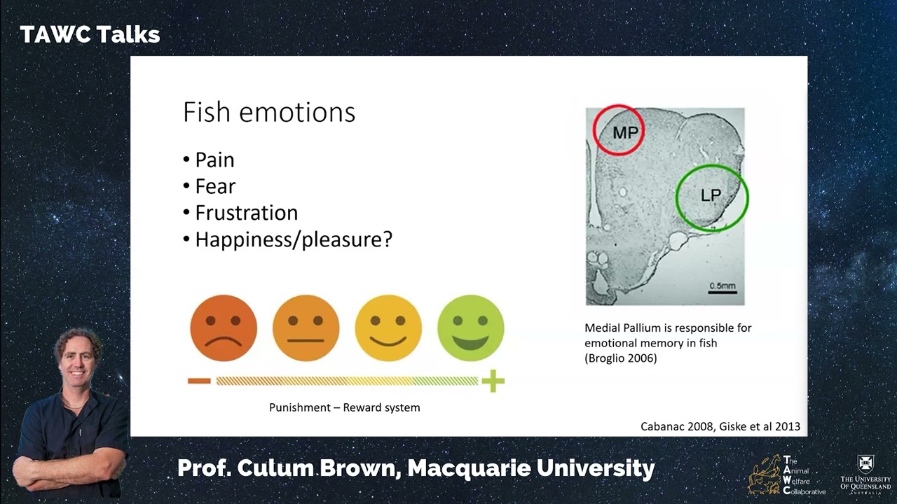 TAWC Talks by TAWC - Marine animals and their welfare by Prof. Culum ...