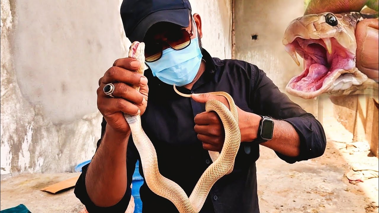 #Indian #Spectacled Cobra Bite Test Call (7396969617) - YouTube